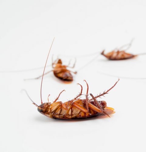 Pest Control Insurance | Brownyard Group