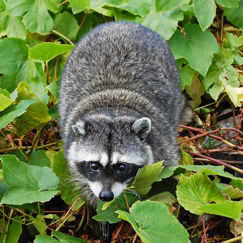 Wildlife Control Insurance | Brownyard Group